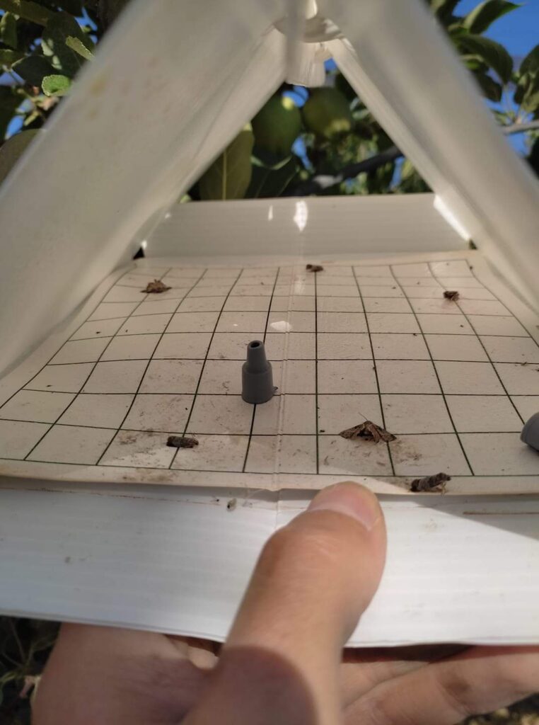 Cydia Pomonella Trap | Bioflorens Agro