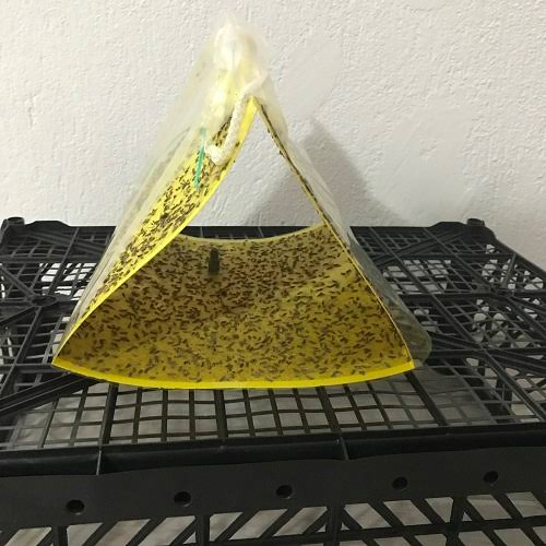 Delta Trap | Bioflorens Agro