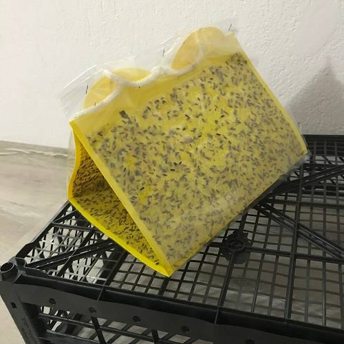 Delta Trap | Bioflorens Agro