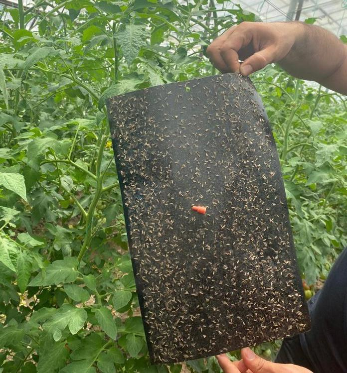 Tuta Pheromone | Bioflorens Agro